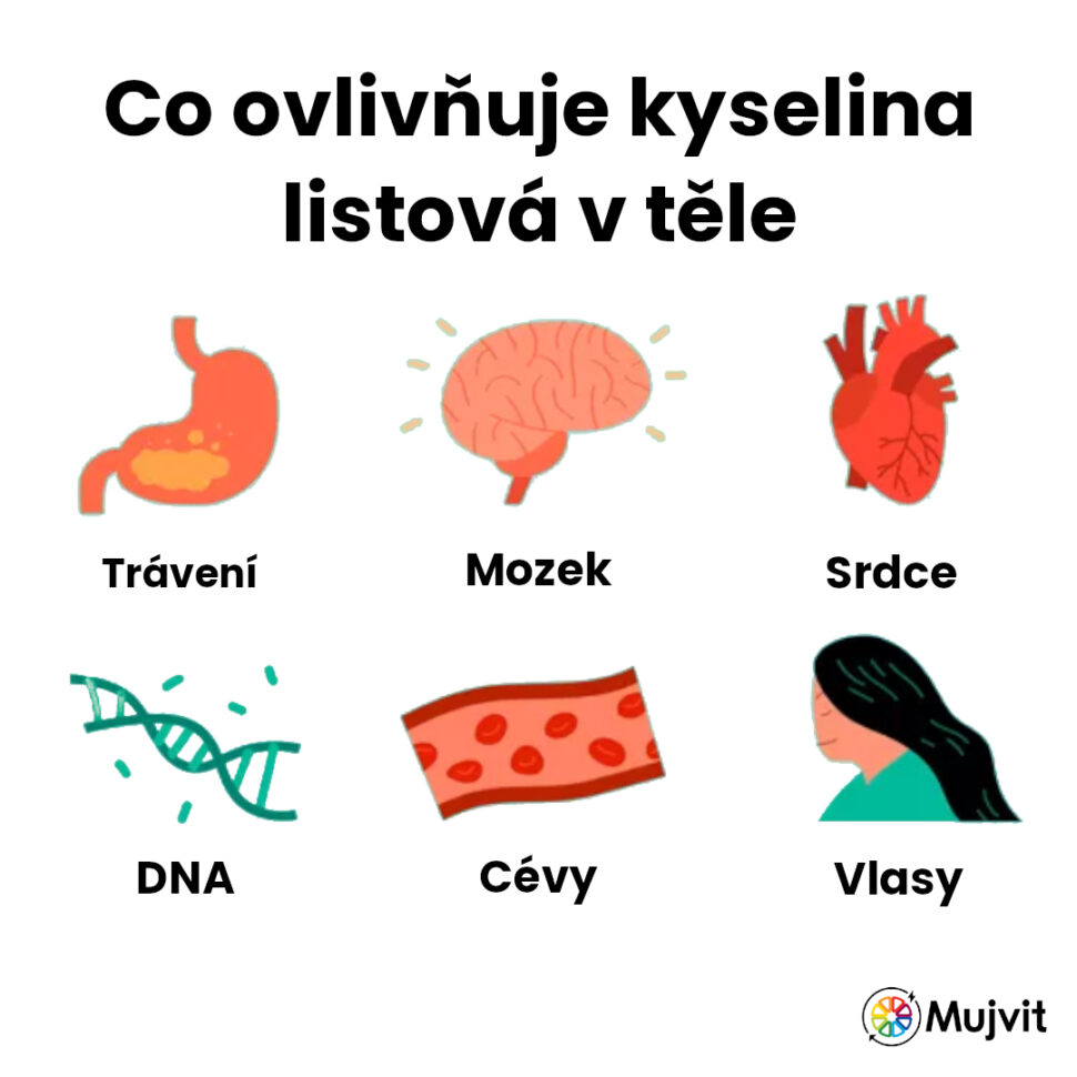 Co je kyselina listová a její vliv v těle